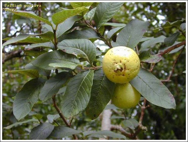 Hawaii Grown Fruit of the Month - Guava- Kuawa & Waiawi » Conscious Maui