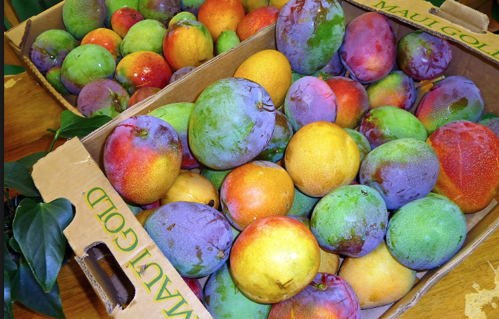 Hawaii Grown Fruit of the Month - Mango » Conscious Maui
