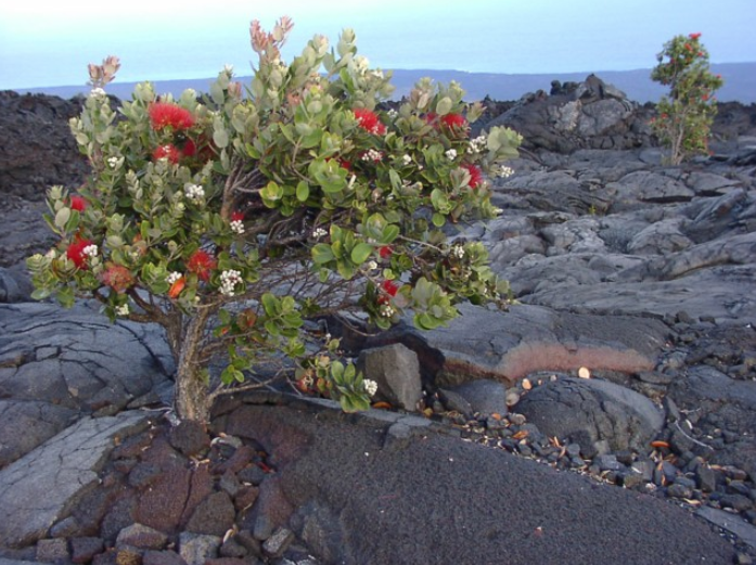ʻŌhiʻa lehua - A Native Tree and Blossom of Hawaii » Conscious Maui