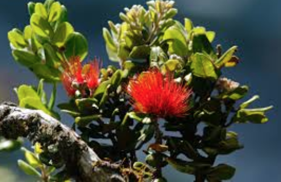 The Legend of the ʻŌhiʻa Lehua Tree and Blossom » Conscious Maui