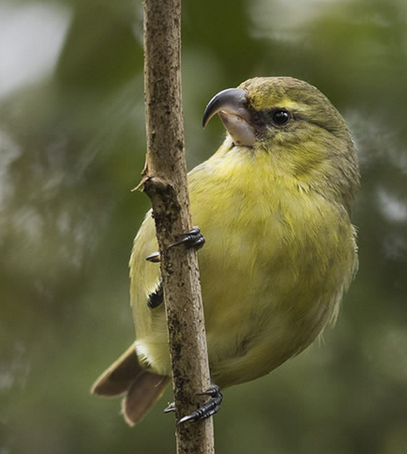 Kiwikiu Reintroduction Plan- Restoring Maui's Native Birds » Conscious Maui